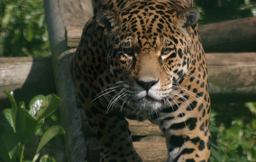 Wildlife Big Cats