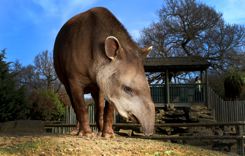 Meet the Brazilian tapirs at our Herts zoo - Paradise Wildlife Park
