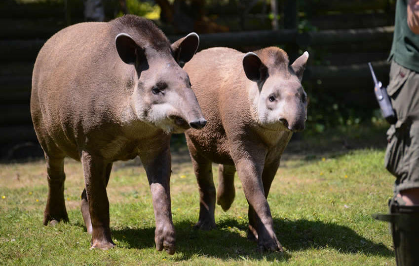 Meet the Brazilian tapirs at our Herts zoo - Paradise Wildlife Park